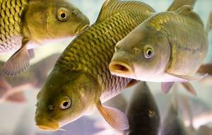 Examples of business plans for fish farming. Download a free ready-made ...